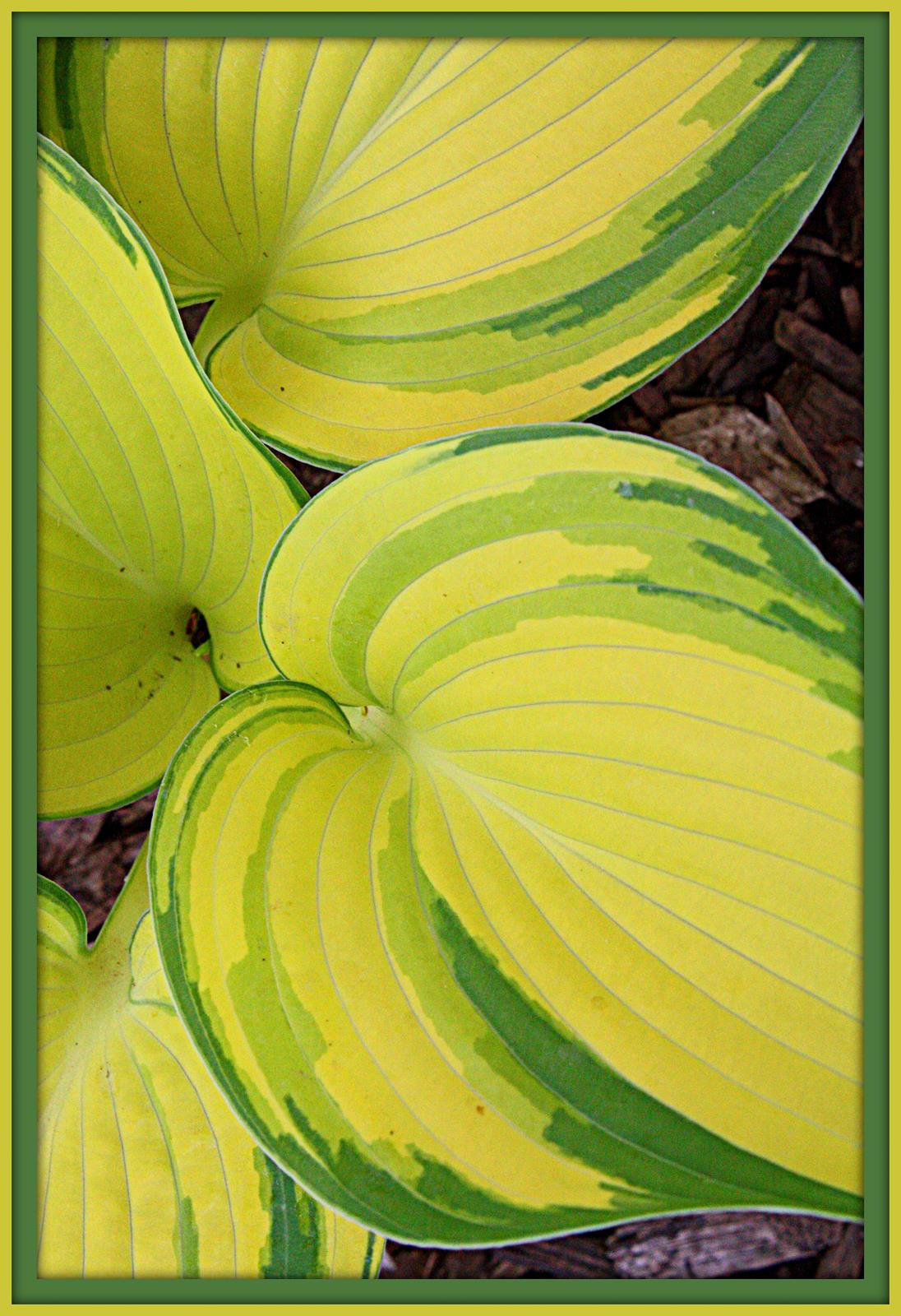 Yellow green variegated hosta, frame 7702 - The Resilient Activist